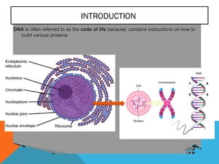 DNA code of life definition, importance of DNA, dma replication ...