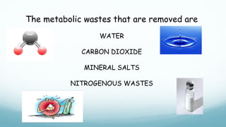 excretion- removal of waste, nitrogenous wastes, types and organisms ...