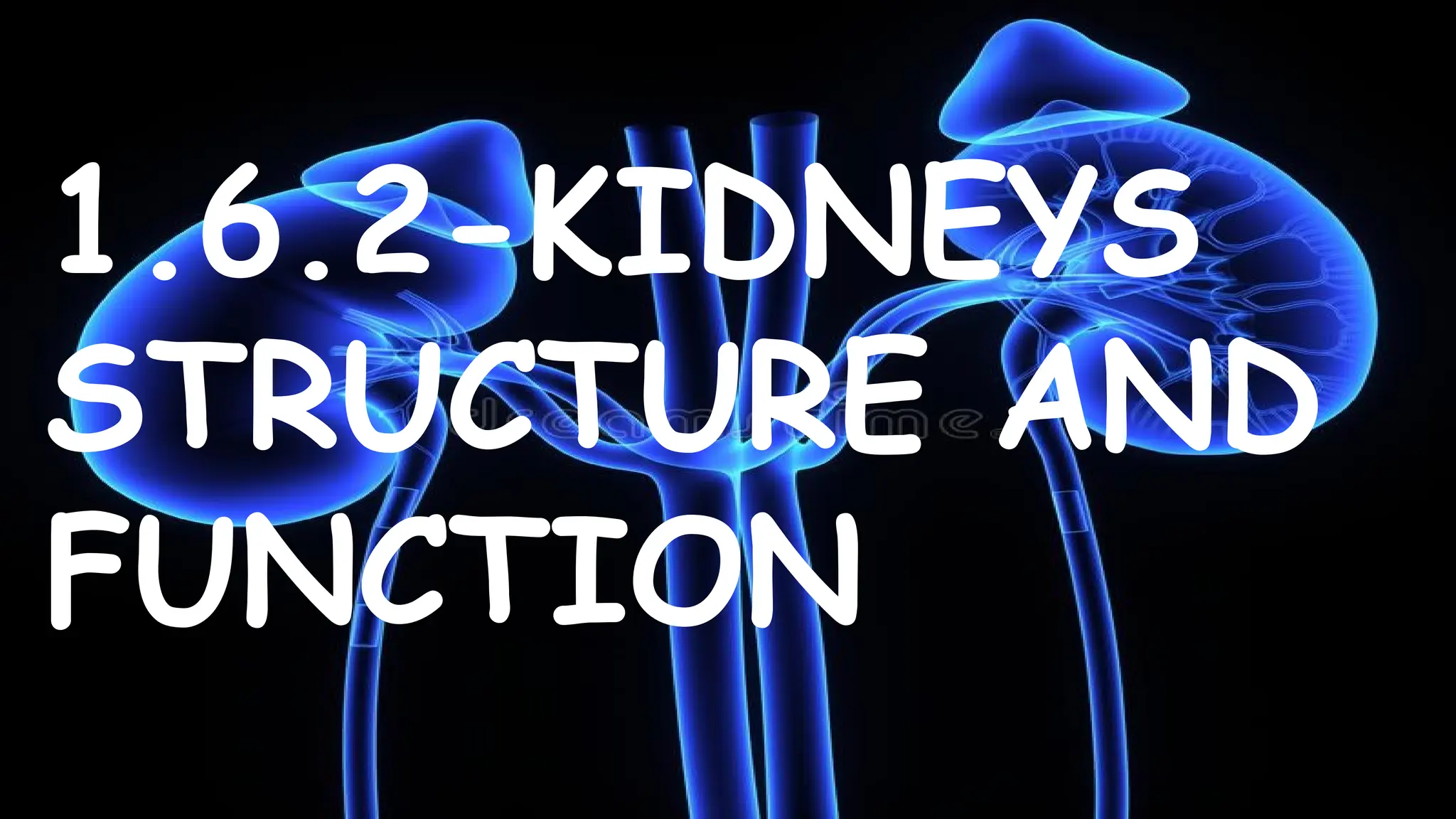 structure and function of the kidneys, nephron structure and function ...