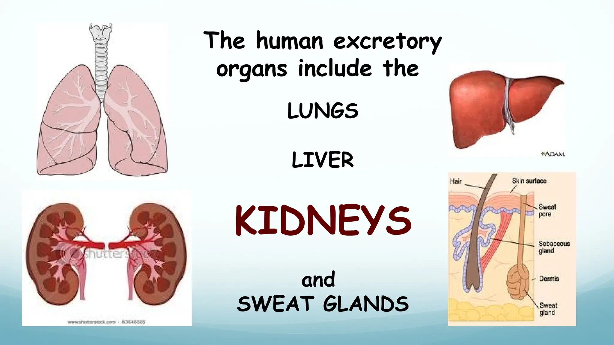 structure and function of the kidneys, nephron structure and function ...