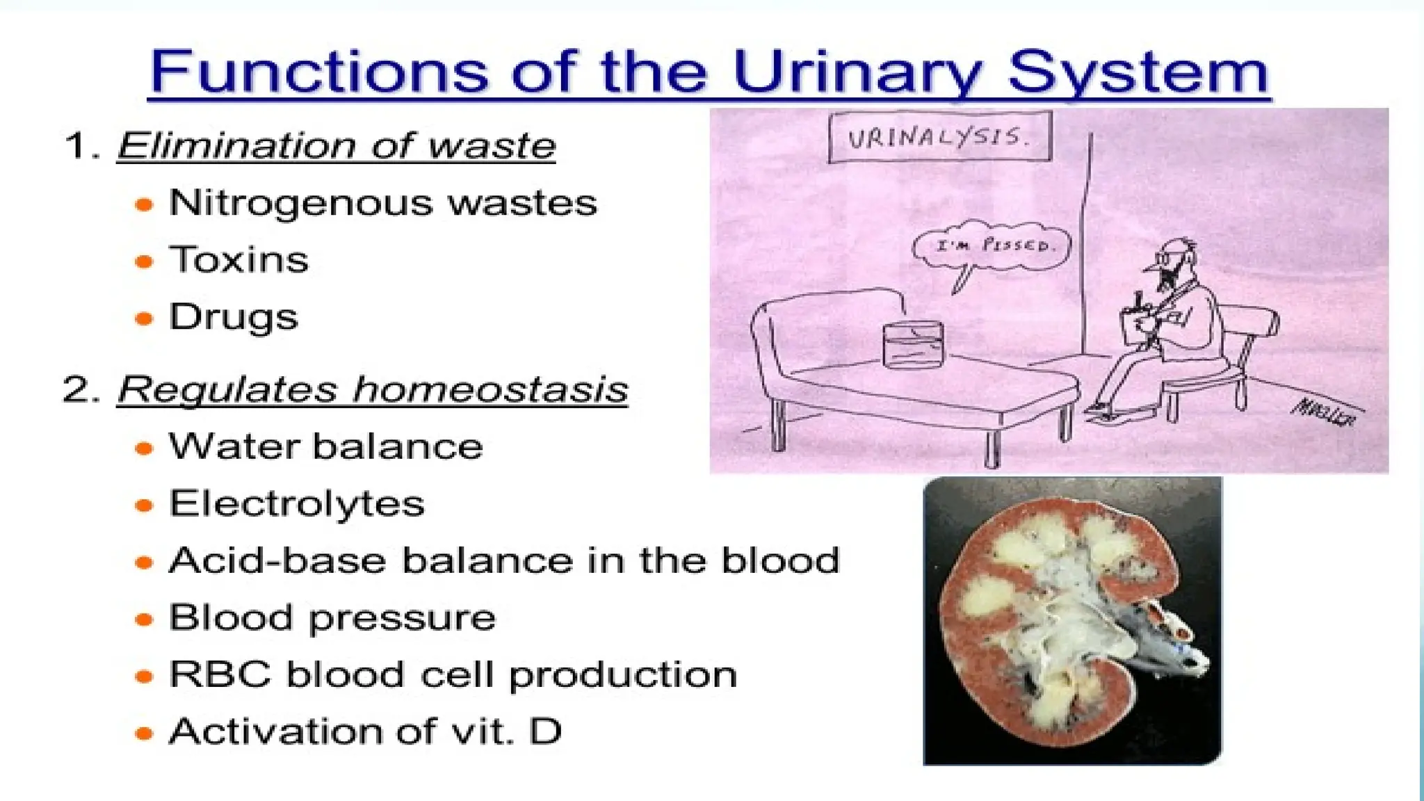 structure and function of the kidneys, nephron structure and function ...