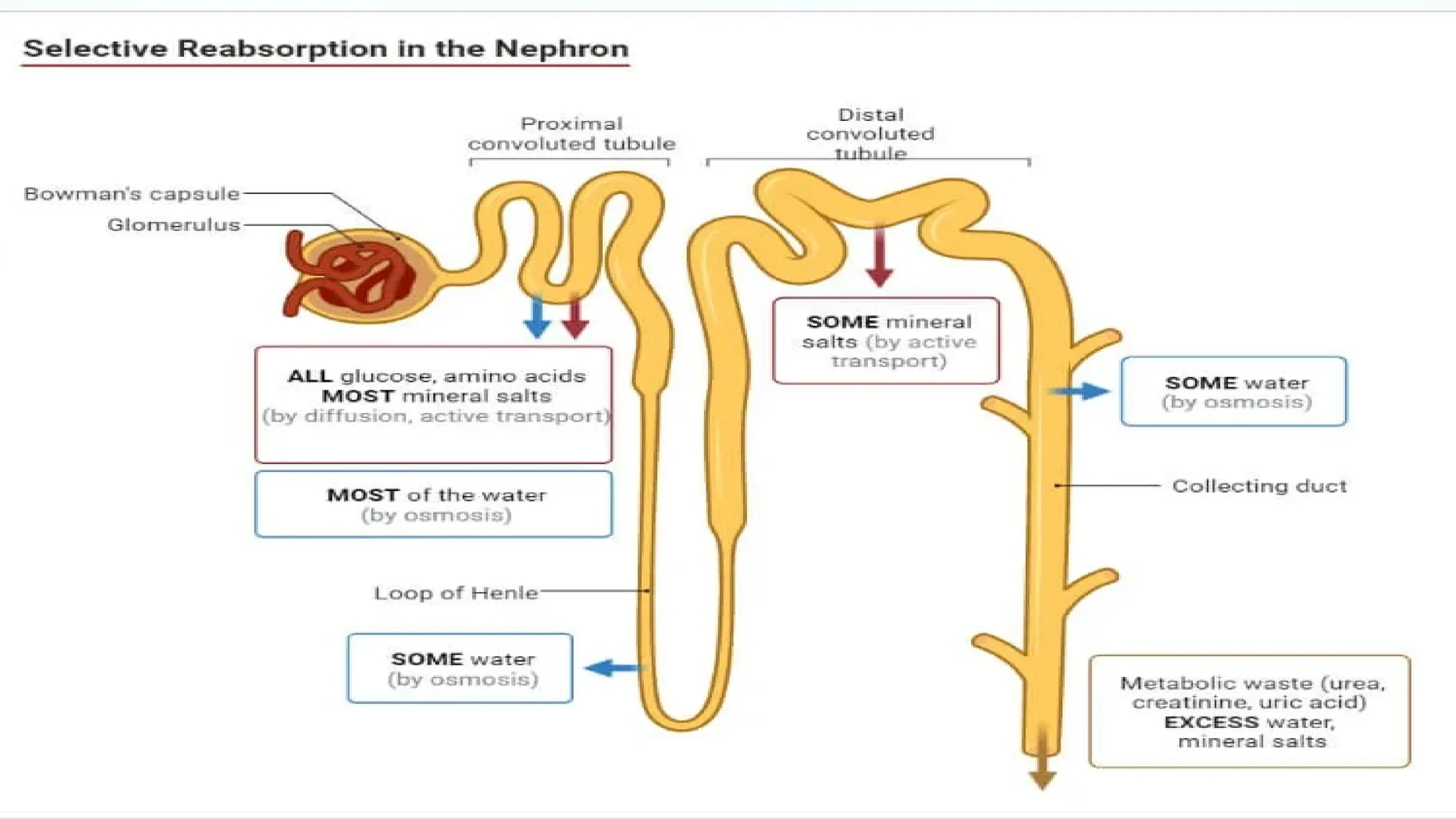structure and function of the kidneys, nephron structure and function and physiology of urine ...