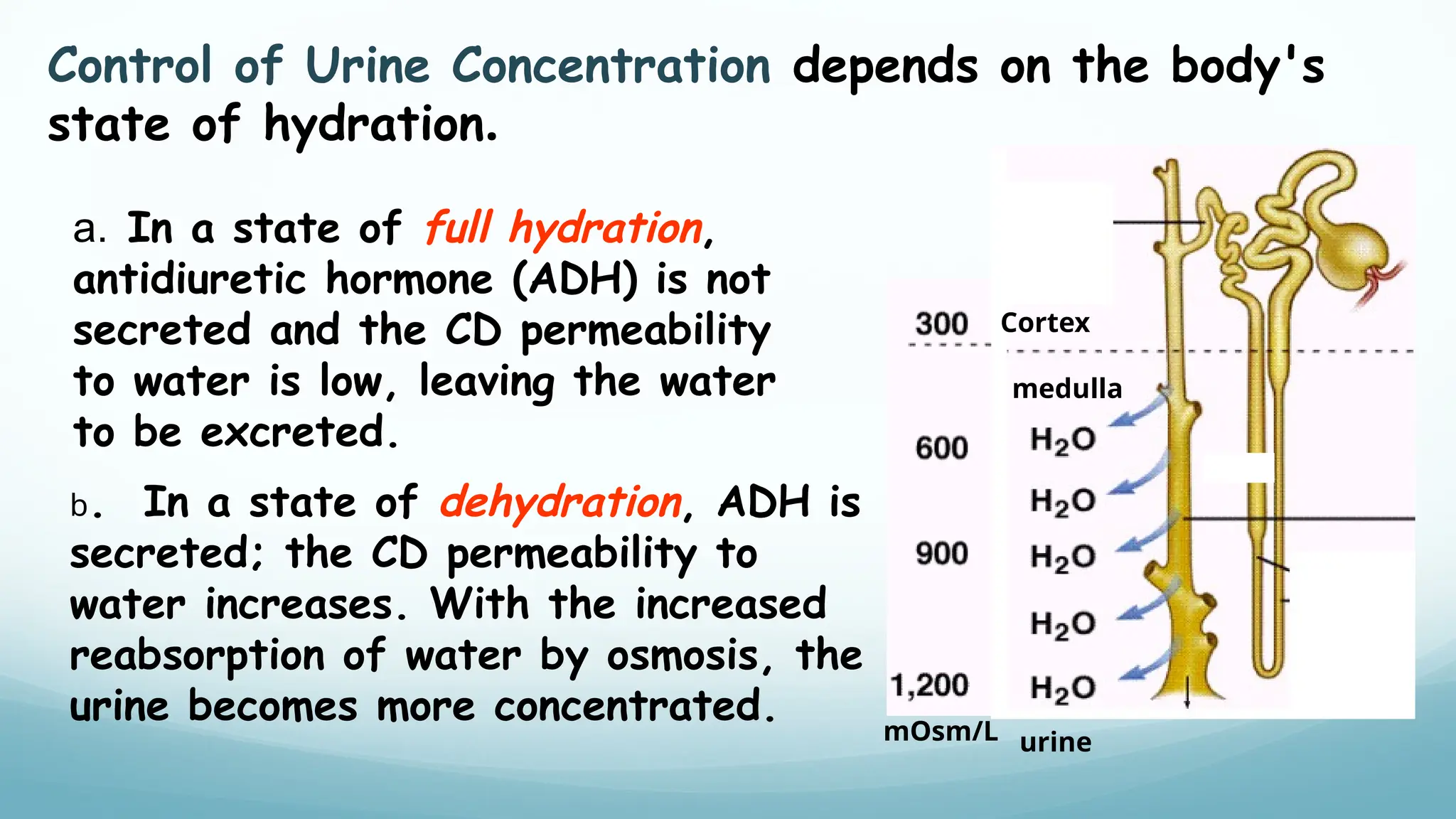 structure and function of the kidneys, nephron structure and function ...