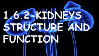 structure and function of the kidneys, nephron structure and function ...