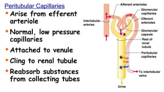 structure and function of the kidneys, nephron structure and function ...