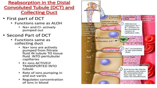 structure and function of the kidneys, nephron structure and function ...