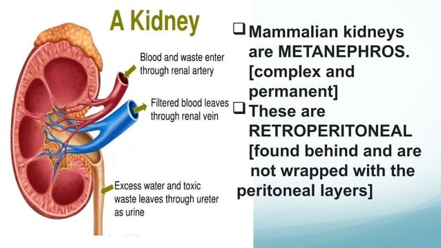structure and function of the kidneys, nephron structure and function ...