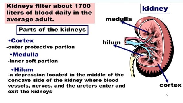 structure and function of the kidneys, nephron structure and function ...
