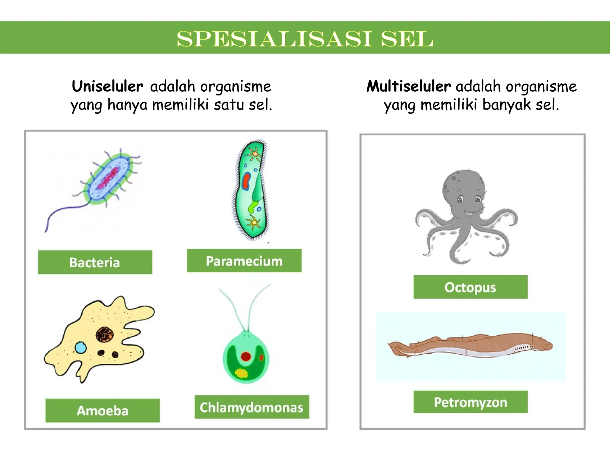 PPT - Sel dan Mikroskop Materi IPA Kelas 8.pptx