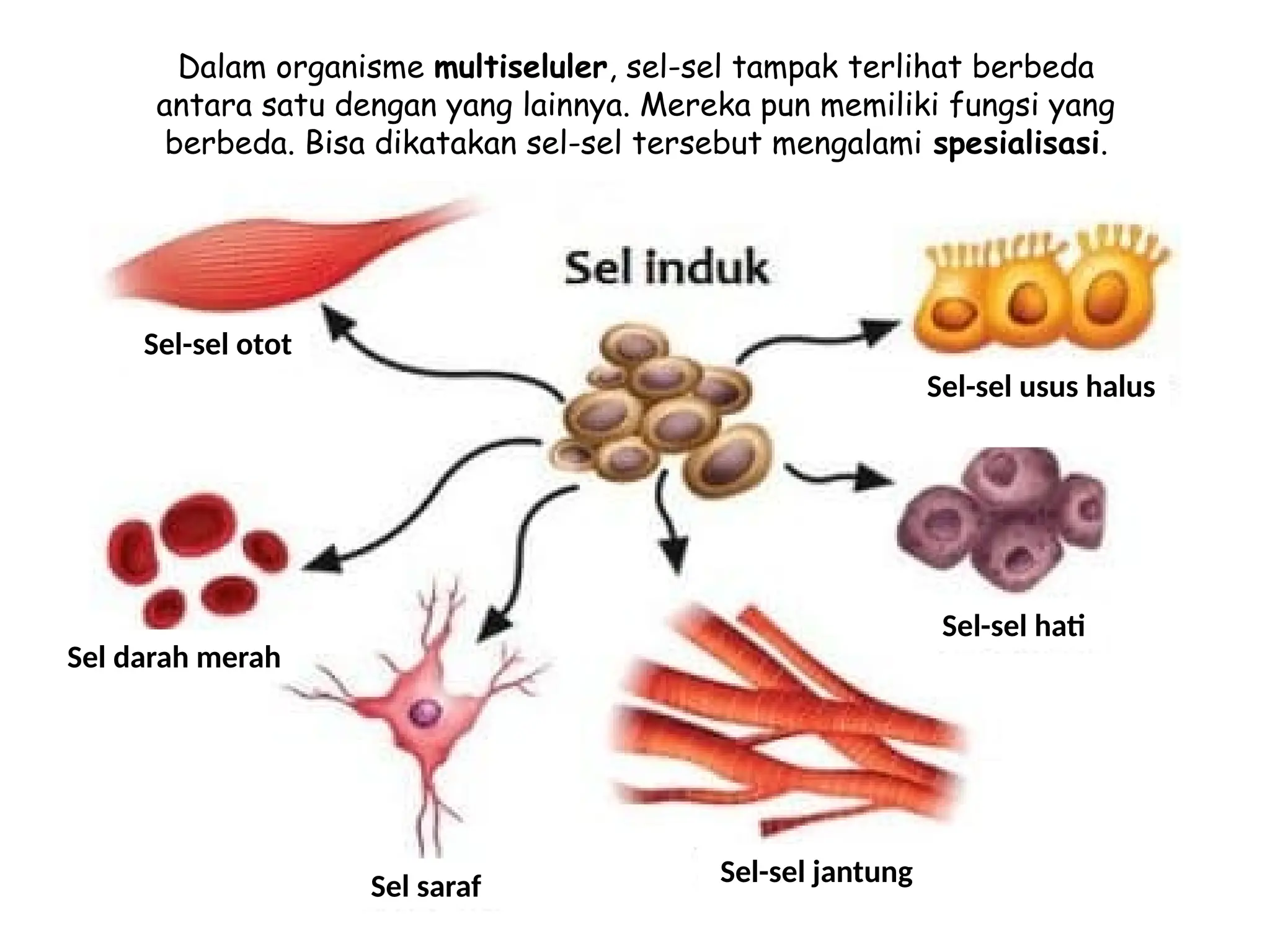 PPT - Sel dan Mikroskop Materi IPA Kelas 8.pptx
