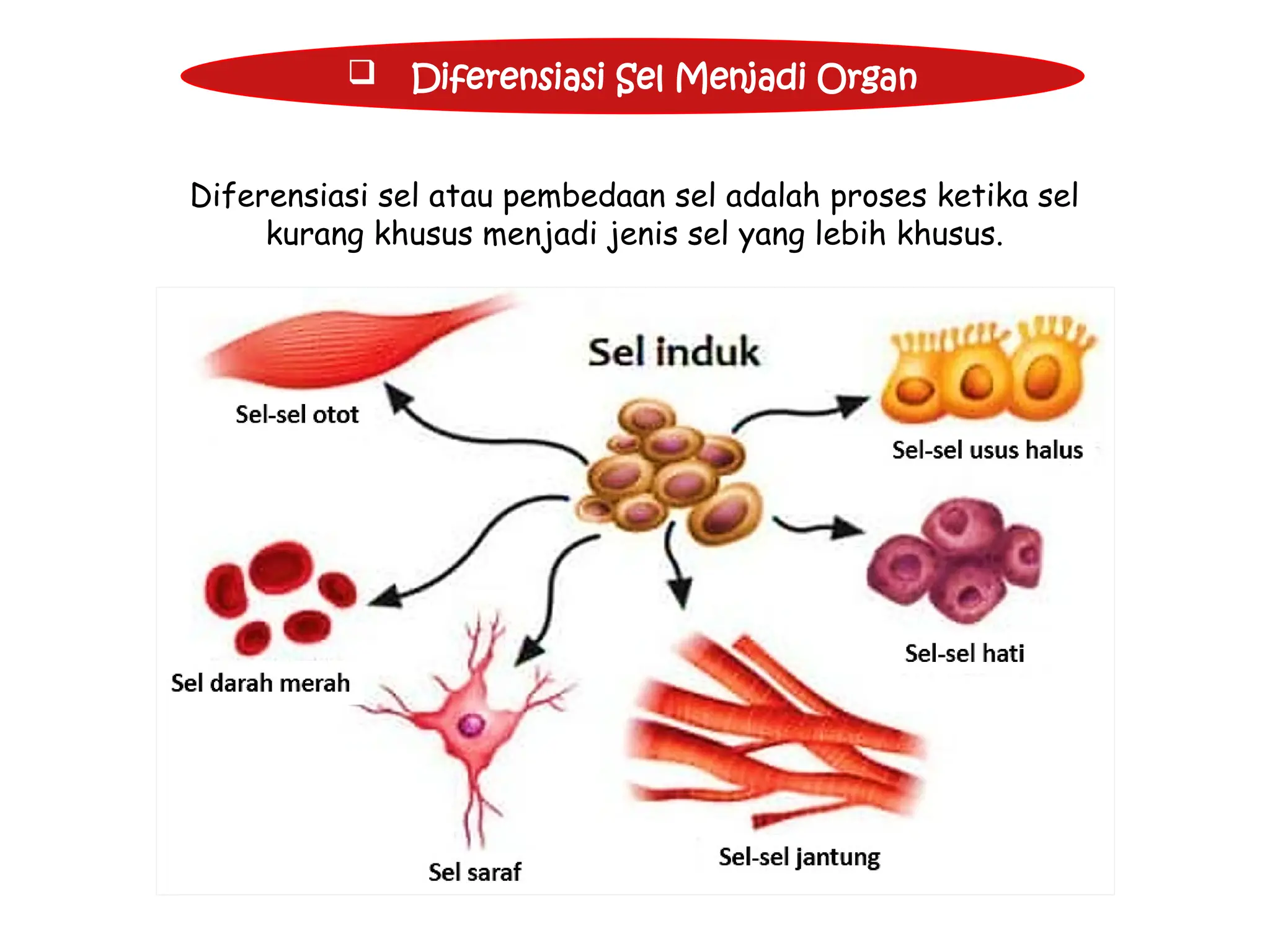 PPT - Sel dan Mikroskop Materi IPA Kelas 8.pptx