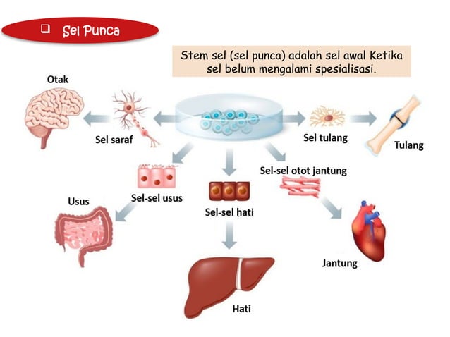 PPT - Sel dan Mikroskop Materi IPA Kelas 8.pptx