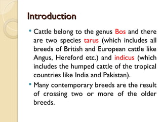 1. breeds of cattle.ppt.ppt