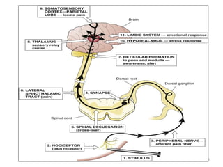 1. Introduction to pain and its mechanism.pptx