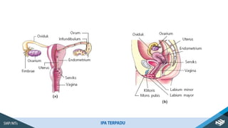 BAB 1 SISTEM REPRODUKSI MANUSIA MATERI IPA KELAS 9 SEMESTER 1 .pptx