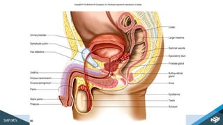 BAB 1 SISTEM REPRODUKSI MANUSIA MATERI IPA KELAS 9 SEMESTER 1 .pptx