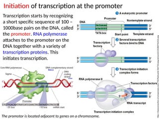 ibdp biology new syllabus D 1.2 HL Protein Synthesis.pptx