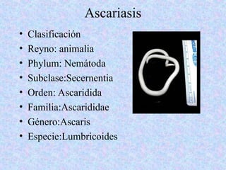 1. ASCARIS LUMBRICOIDES.ppt PRESENTACIÓN DEL DR BEJAR UAC | PPT