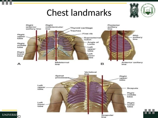 1. Chest & Lungs.pptxgdnbgfdbgttrbtrbtrbtrbtbtrrbtr | PPT
