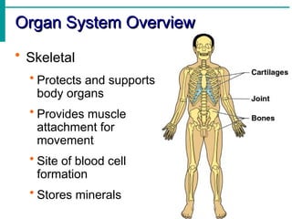 1. Introduction of human anatomy and physiology.ppt