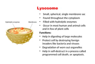 1.1.2 cell structure Animal cell - Copy.pptx