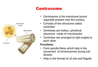 1.1.2 cell structure Animal cell - Copy.pptx