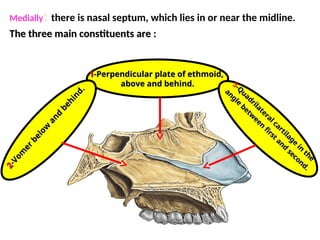 1. Anatomy _ Physiology of the Nose and Paranasal Sinuses .ppt