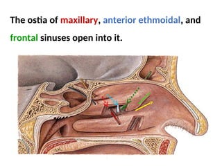 1. Anatomy _ Physiology of the Nose and Paranasal Sinuses .ppt