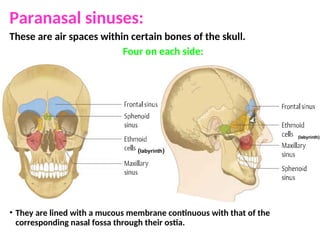 1. Anatomy _ Physiology of the Nose and Paranasal Sinuses .ppt