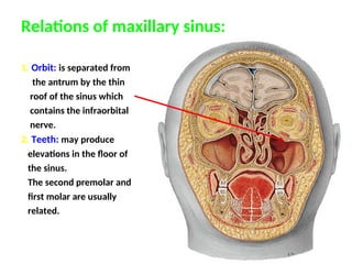 1. Anatomy _ Physiology of the Nose and Paranasal Sinuses .ppt