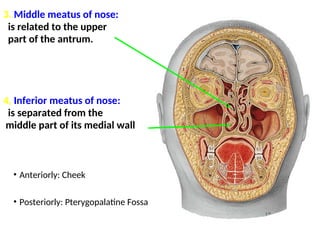 1. Anatomy _ Physiology of the Nose and Paranasal Sinuses .ppt