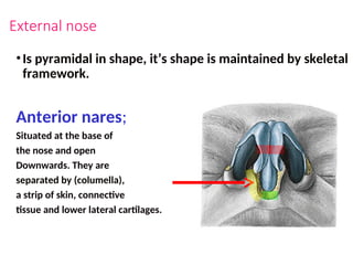 1. Anatomy _ Physiology of the Nose and Paranasal Sinuses .ppt