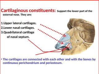 1. Anatomy _ Physiology of the Nose and Paranasal Sinuses .ppt