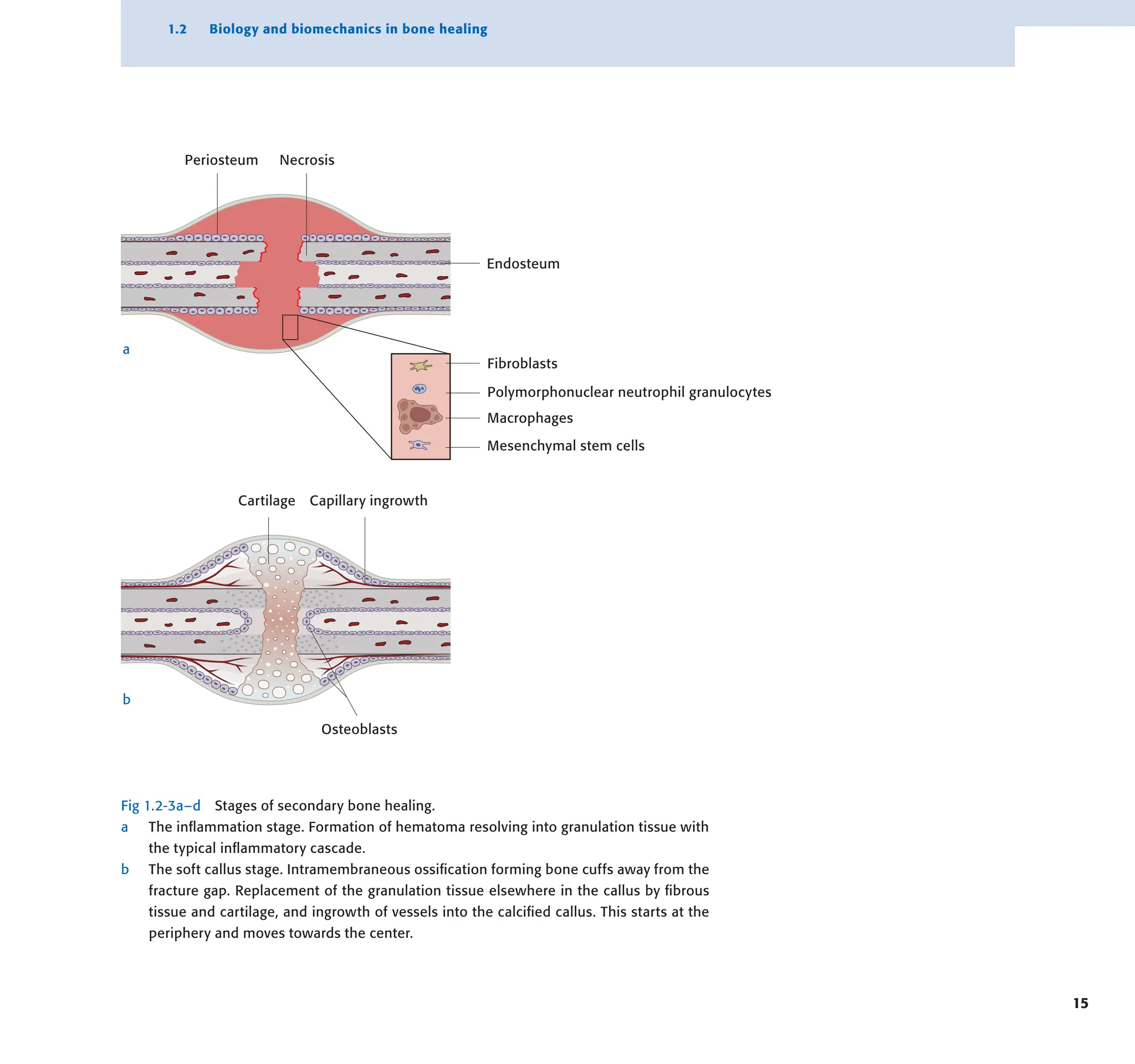AO Trauma orthopaedic principle of fracture management .pdf