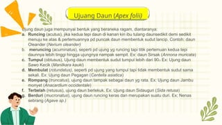 Morfologi Daun (folium) pada tumbuhan... | PPTX
