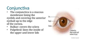 1. anatomy and physiology of the eye.pptx