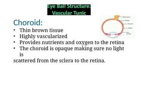 1. anatomy and physiology of the eye.pptx