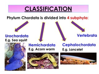 “Phylum Chordata: Features and Classification” | PDF