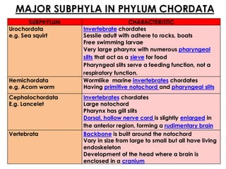 “Phylum Chordata: Features and Classification” | PDF