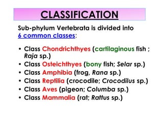 “Phylum Chordata: Features and Classification” | PDF