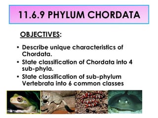 “Phylum Chordata: Features and Classification” | PDF