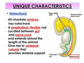 “Phylum Chordata: Features and Classification” | PDF