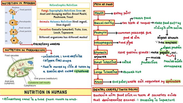 Life Processes | Life Process class 10th class | | PDF