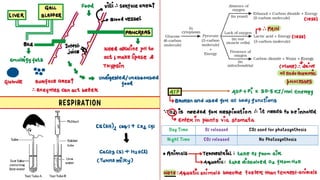 Life Processes | Life Process class 10th class | | PDF