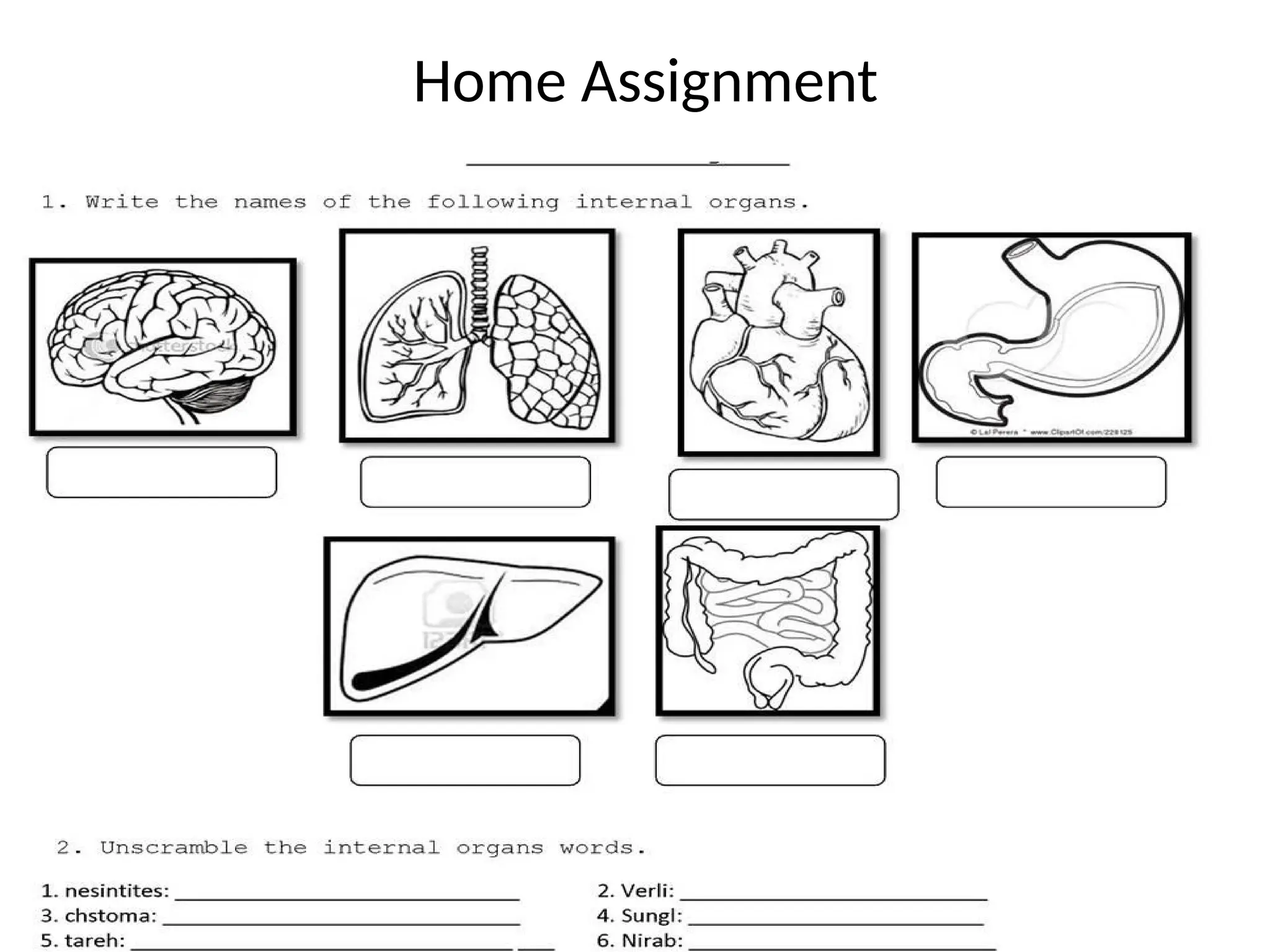 1.Internal and external organs grade 3 Science.pptx
