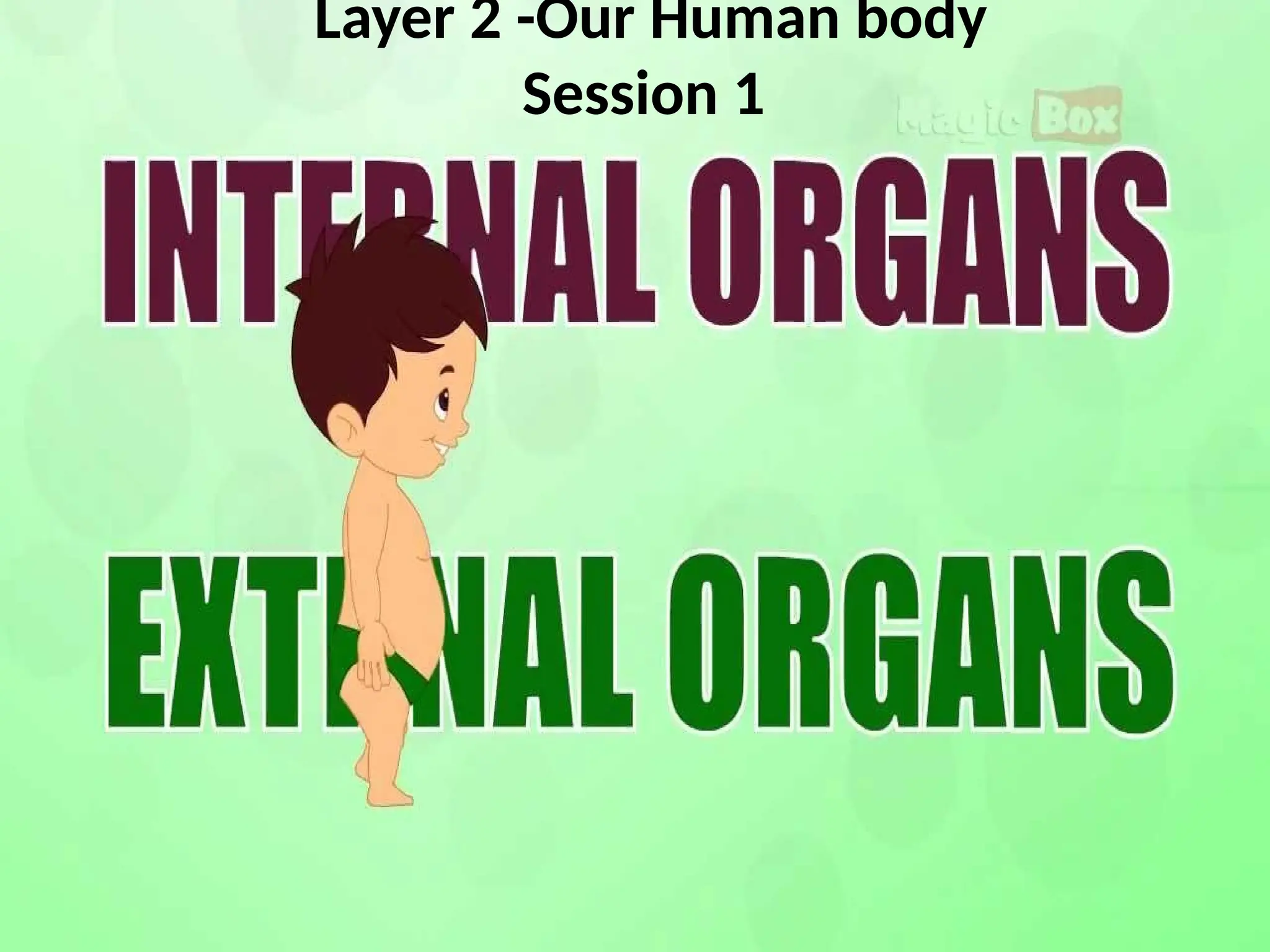 1.Internal and external organs grade 3 Science.pptx
