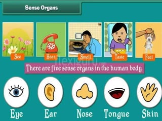 1.Internal and external organs grade 3 Science.pptx