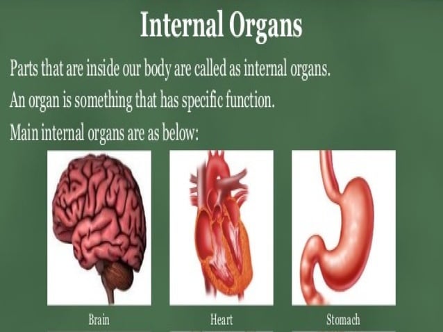 1.Internal and external organs grade 3 Science.pptx