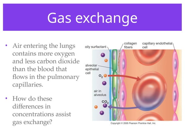 Oxygen Co2 Transport in the Lungs(Exchange og gases) | PPT