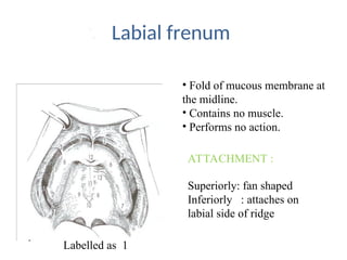 1. Maxillary-Landmarks PROSTHODONTICS .ppt